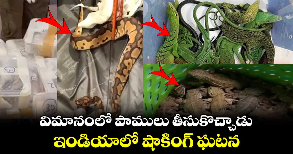 విమానంలో పాములు, బల్లులు తీసుకొచ్చాడు.. ఇండియాలో షాకింగ్ ఘటన