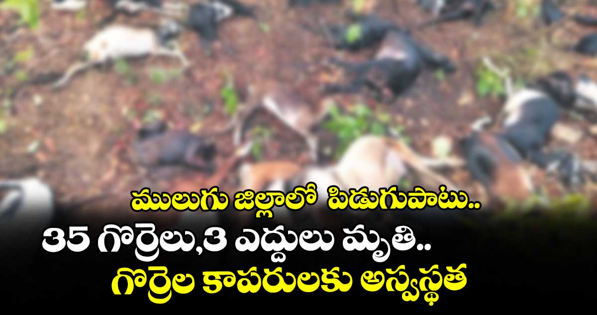 ములుగు జిల్లాలో పిడుగుపాటు.. 35 గొర్రెలు,3 ఎద్దులు మృతి..గొర్రెల ...